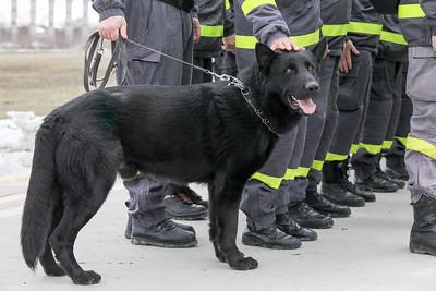 SAR dog.jpg | UCP Knowledge Network